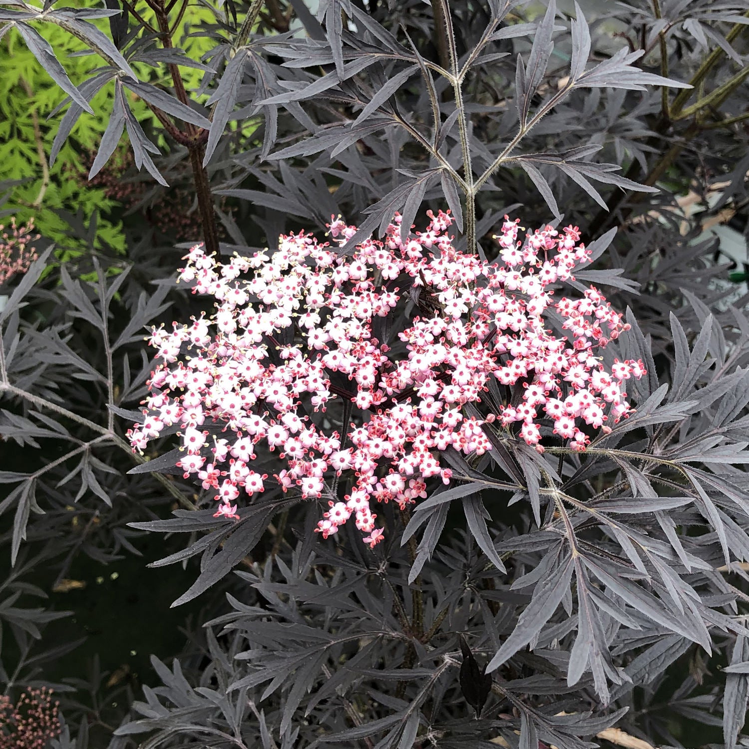 Black Lace Plant Sambucus Nigra