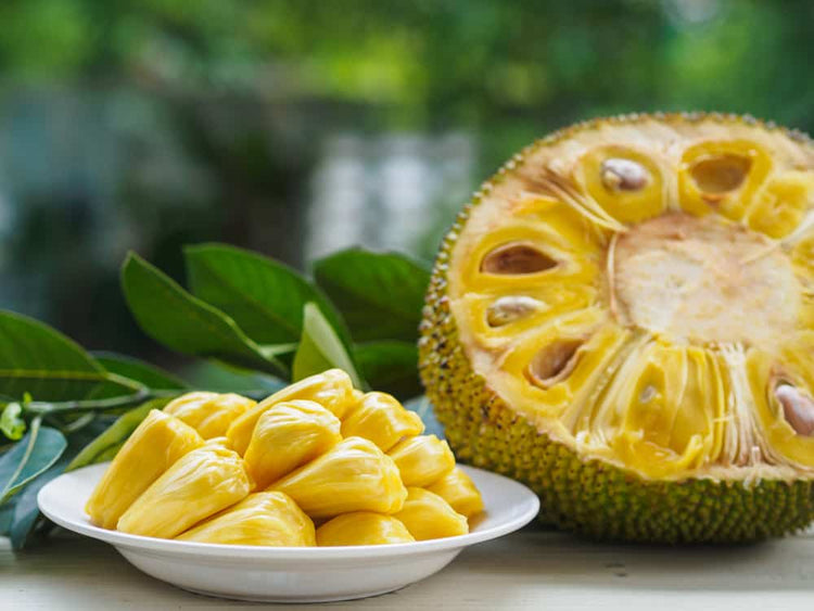 Top Tips for Growing Jackfruit Trees – Ladybird Nursery