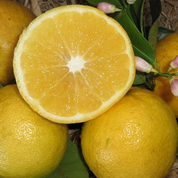 Australian Lemonade Fruit Tree – Ladybird Nursery