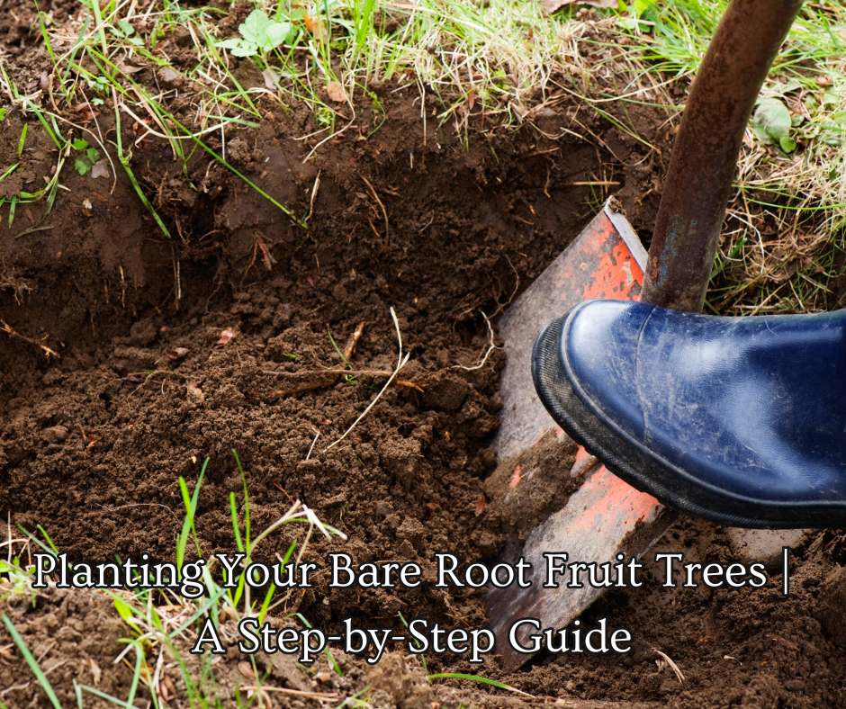 Bare Root Fruit Trees | Planting Methods for Aussie Gardens – Ladybird ...