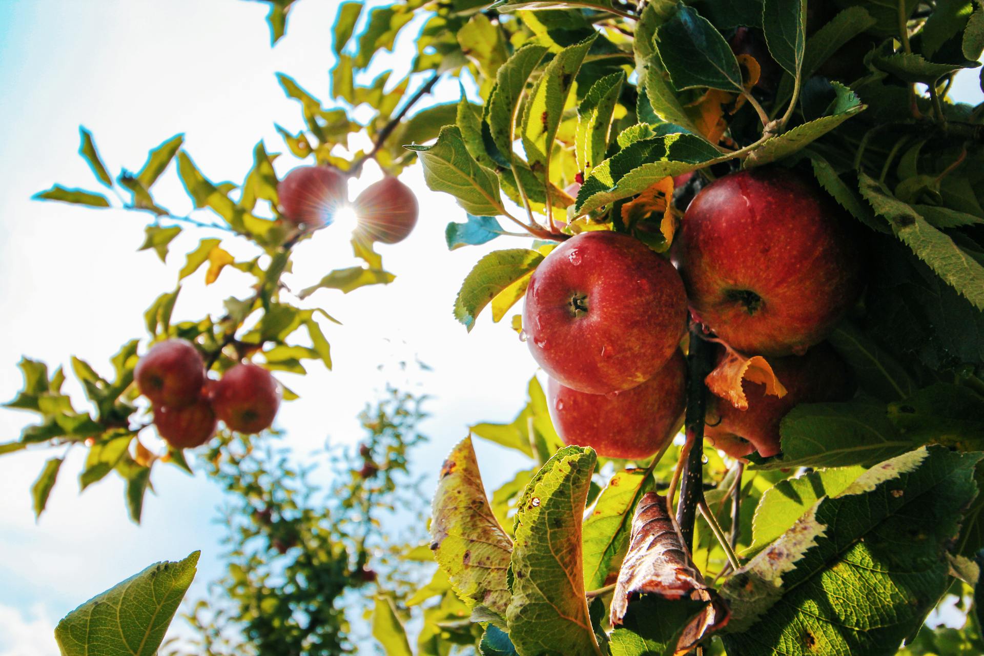 Best Apple Trees for Small Gardens – Ladybird Nursery