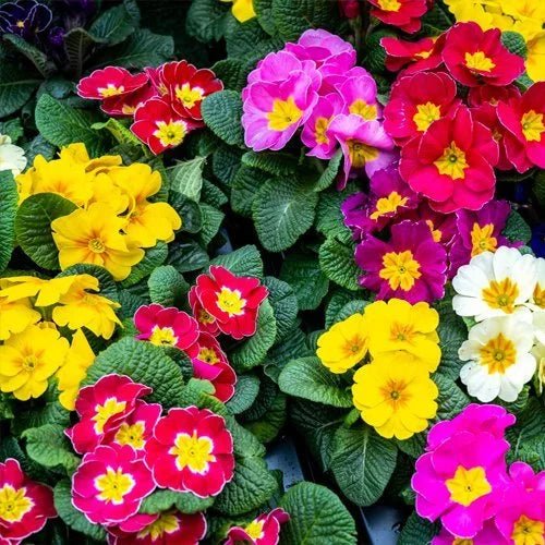 Flowering Plants – Page 36 – Ladybird Nursery