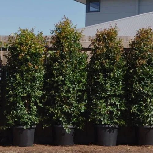 Hedge & Screening Plants – Ladybird Nursery