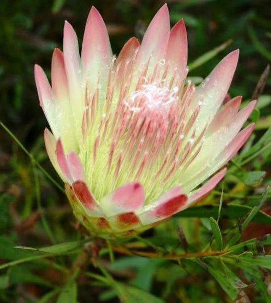 Protea 'Ruby Blush' Plant – Buy Now! – Ladybird Nursery