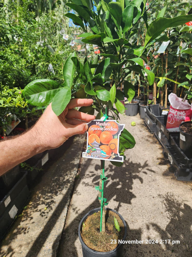 Japanese Seedless Mandarin Fruit Tree – Buy Now! – Ladybird Nursery