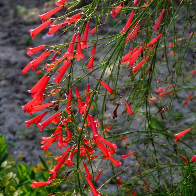 Firecracker Plant Red – Buy Now! – Ladybird Nursery