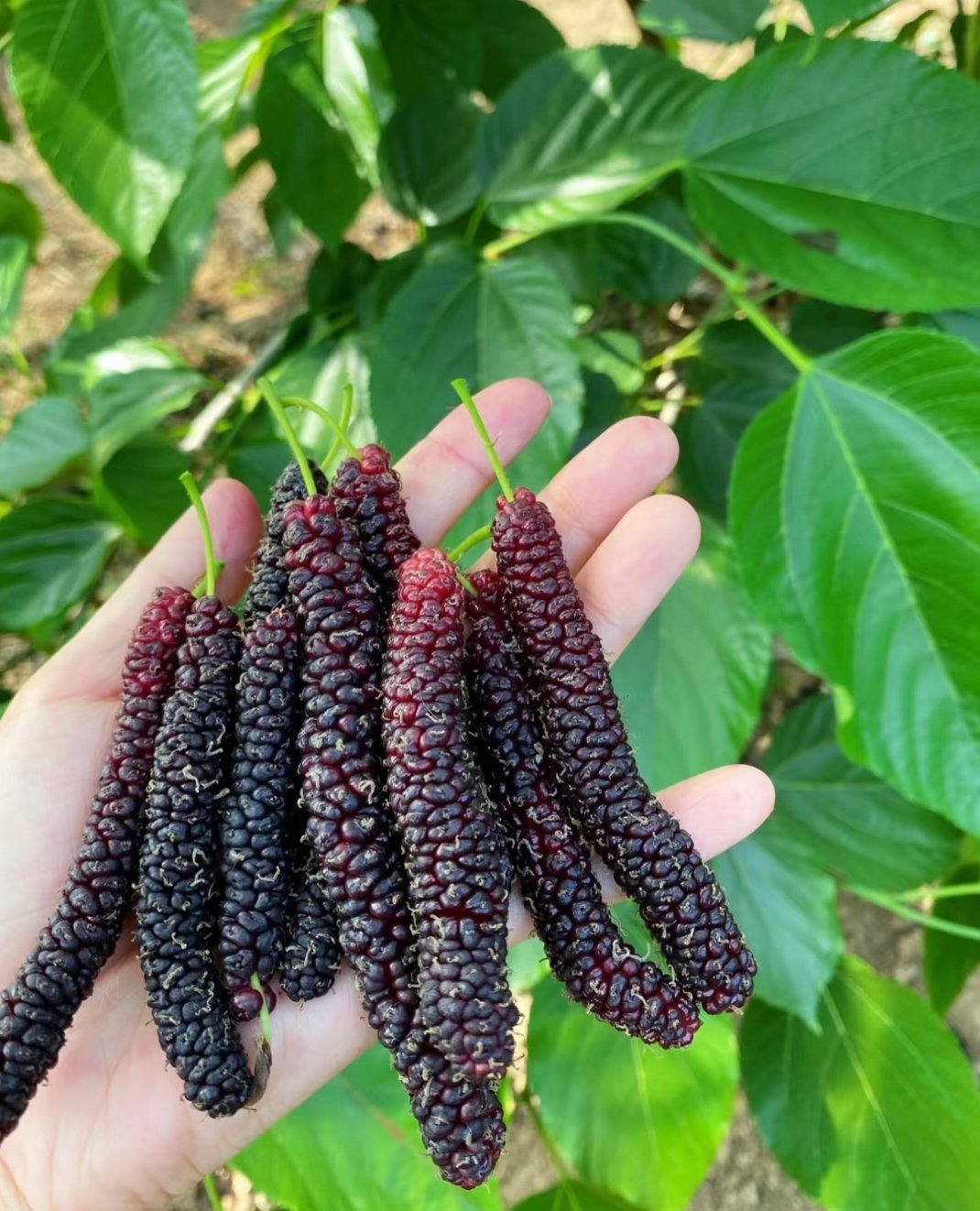 Dwarf Mulberry Red Shahtoot Fruit Tree – Buy Now! – Ladybird Nursery