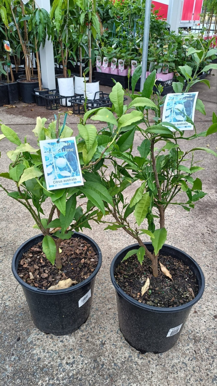 Round Lime Native Citrus Fruit Tree – Buy Now! – Ladybird Nursery