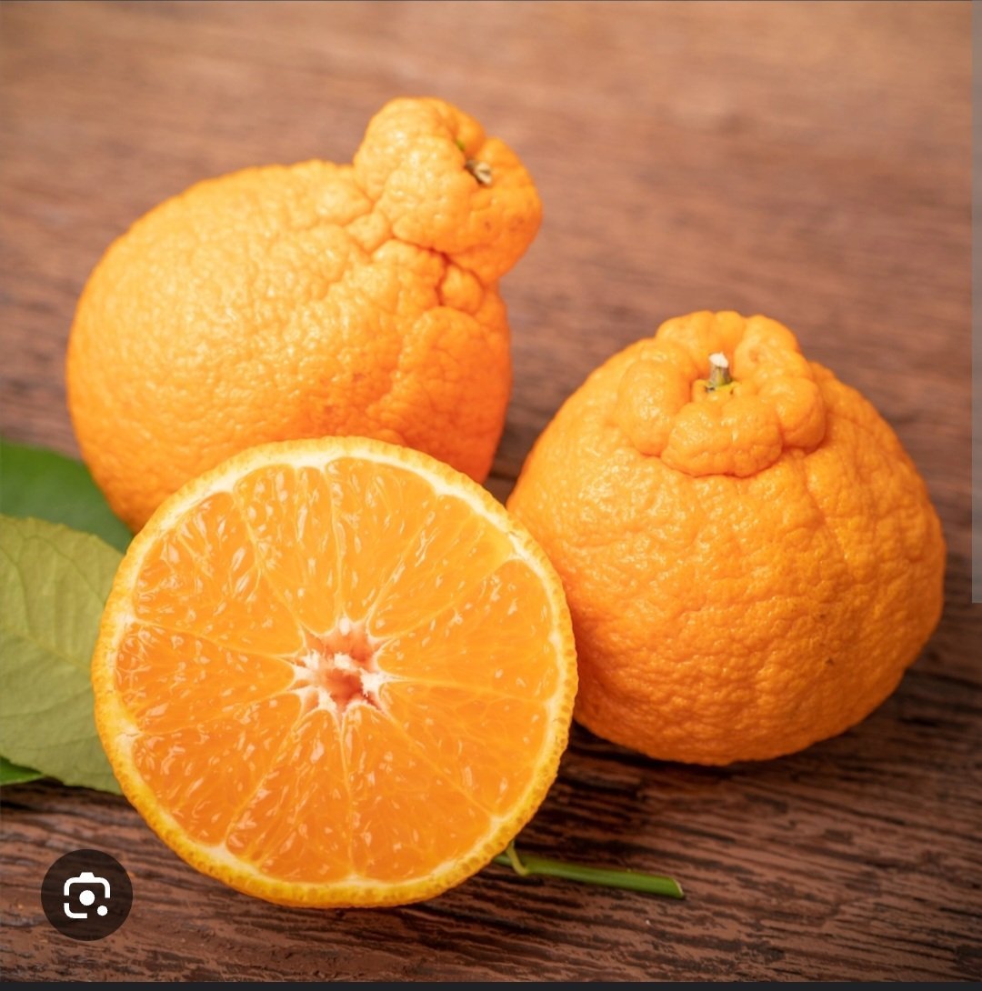 Ponkanomi GIANT Seedless Mandarin Fruit Tree – Buy Now! – Ladybird Nursery