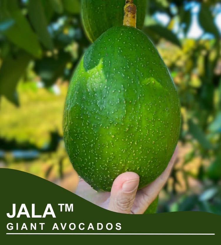 Avocado Giant Jala Fruit Tree 5L – Buy Now! – Ladybird Nursery