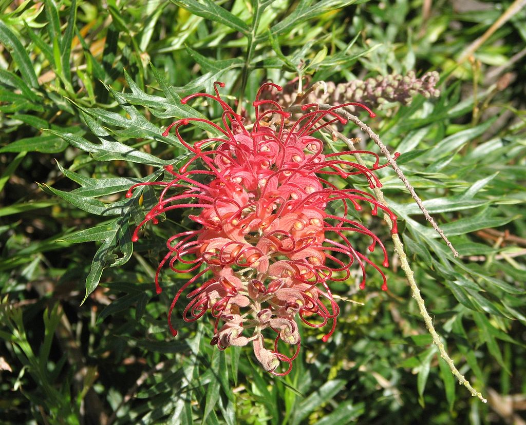 Grevillea 'Robyn Gordon' Plant – Buy Now! – Ladybird Nursery
