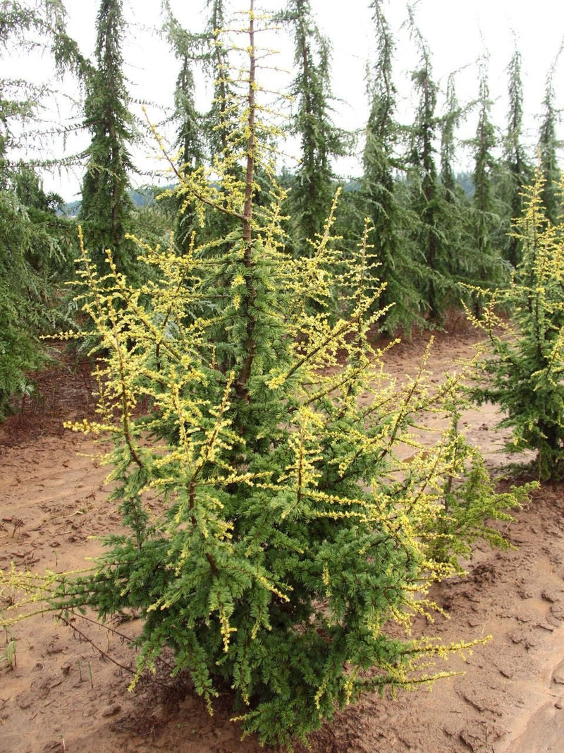 Atlas Cedar Silberspitz (Cedrus atlantica) – Ladybird Nursery