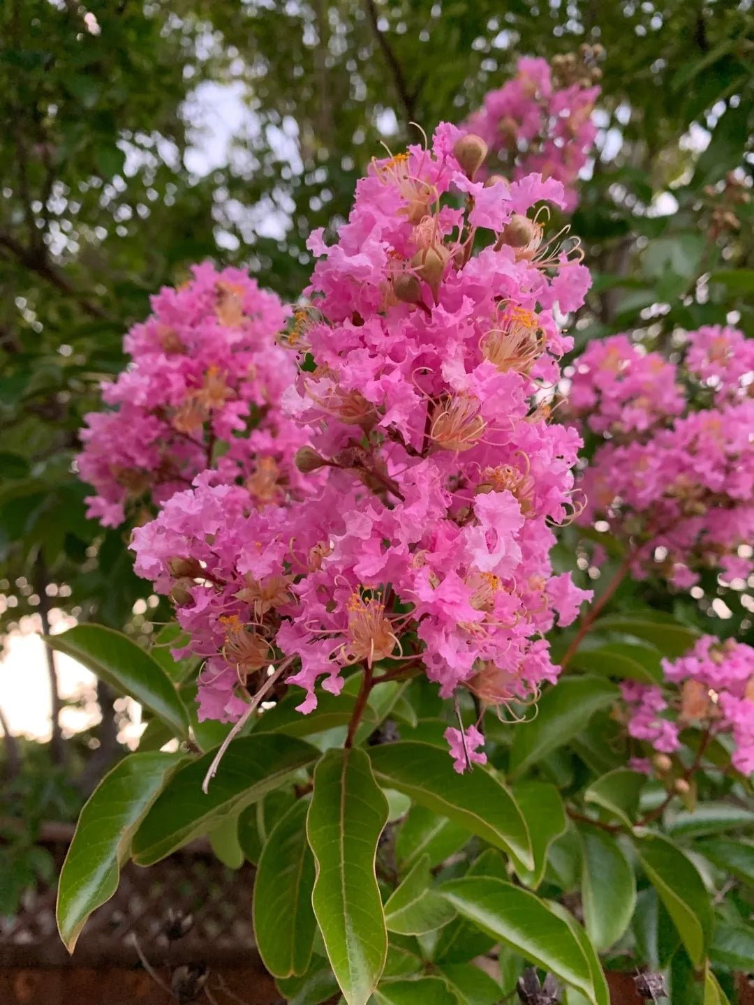 Crepe Myrtle Comanche Plant – Buy Now! – Ladybird Nursery