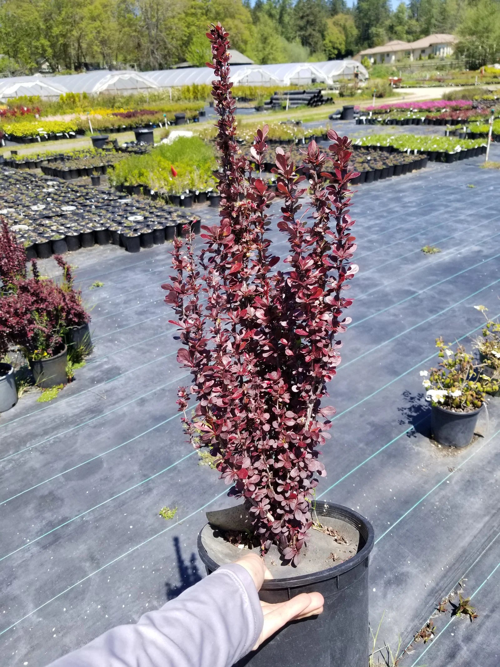 Helmond Pillar Japanese Barberry Plant – Buy Now! – Ladybird Nursery