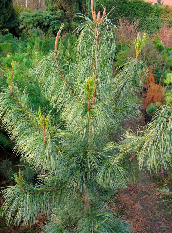 Pinus koraiensis 'Dragon Eye' Plant – Buy Now! – Ladybird Nursery