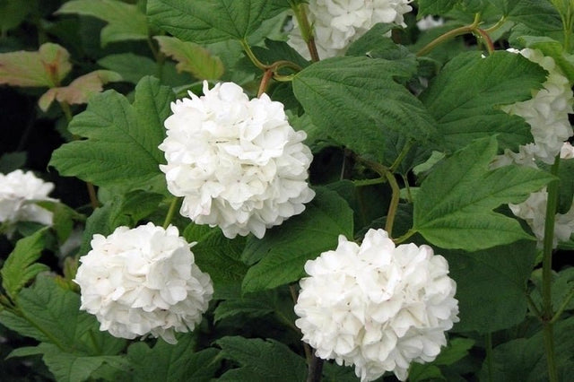 Snowball Tree Sterile Plant – Buy Now! – Ladybird Nursery