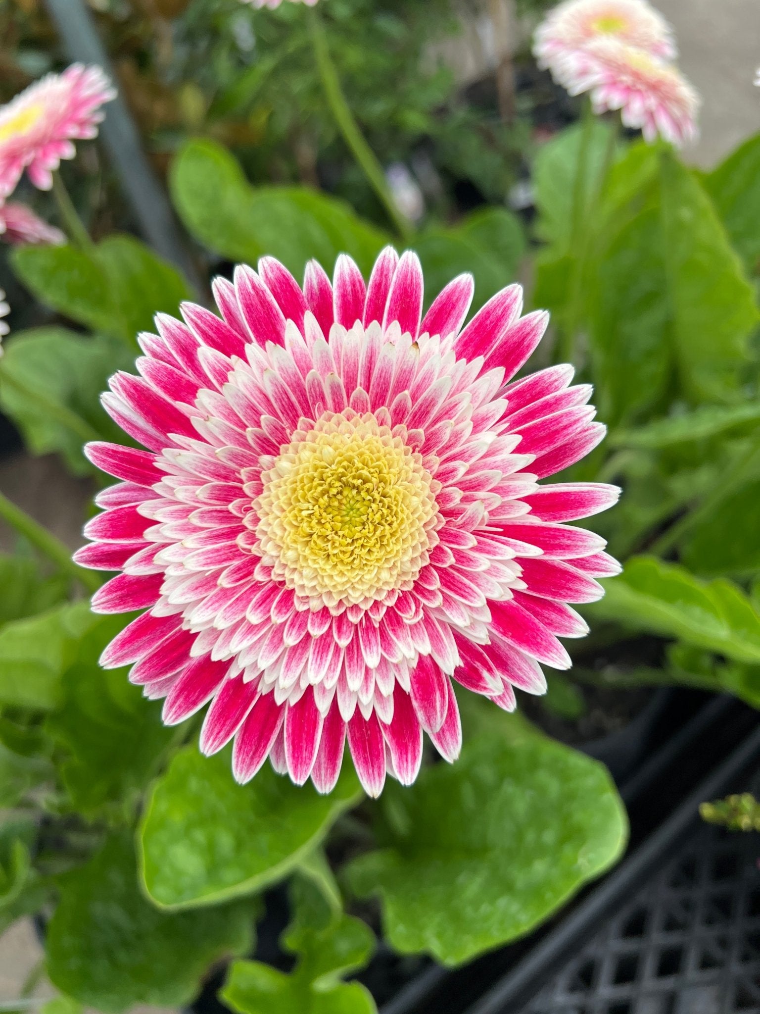 Gerbera Sunshapers 'Corine' Plant – Buy Now! – Ladybird Nursery