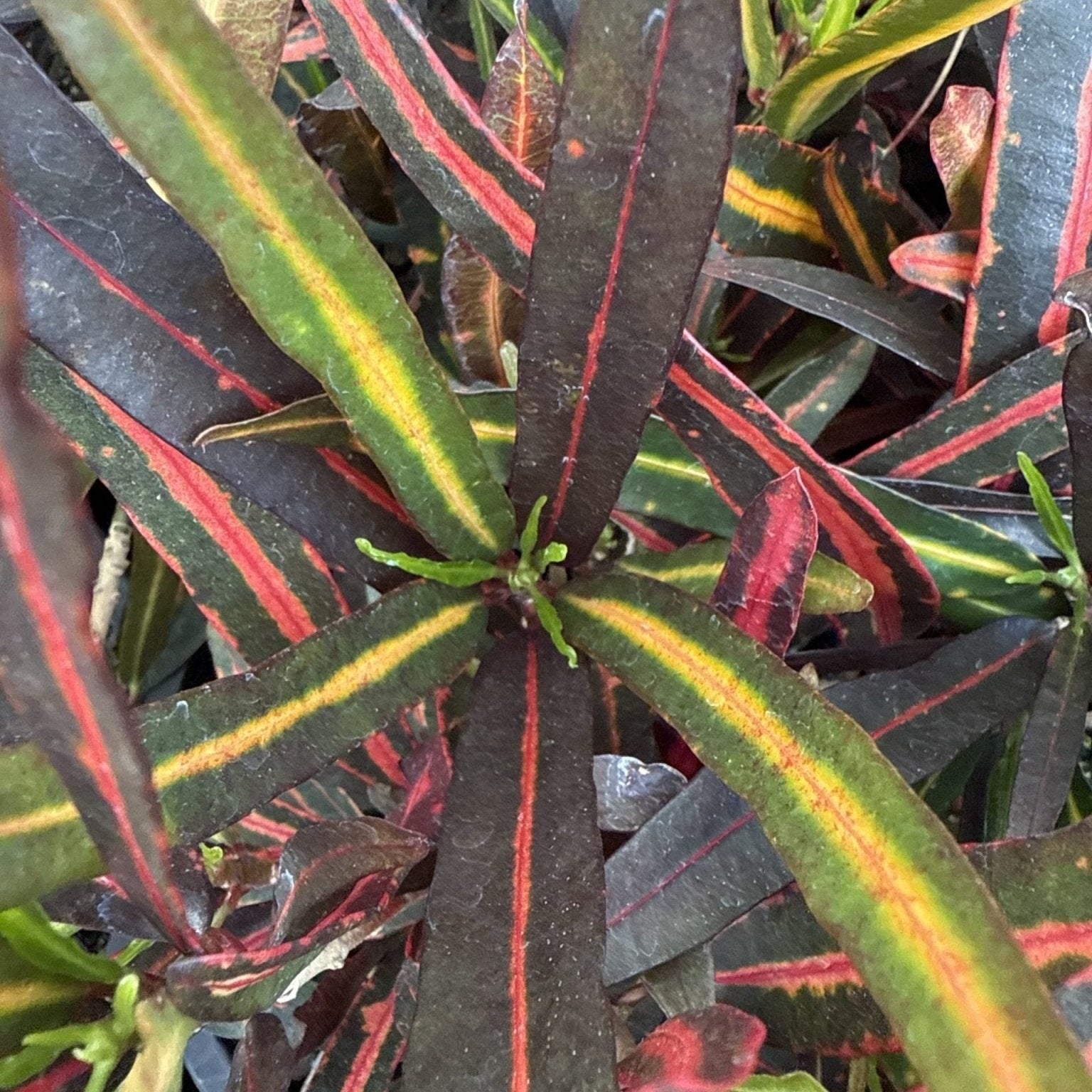 Croton 'Victoria Gold Bell' Plant – Buy Now! – Ladybird Nursery