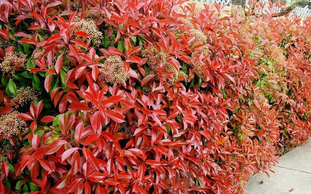 Red Tip Photinia Thin Red™ Plant – Buy Now! – Ladybird Nursery