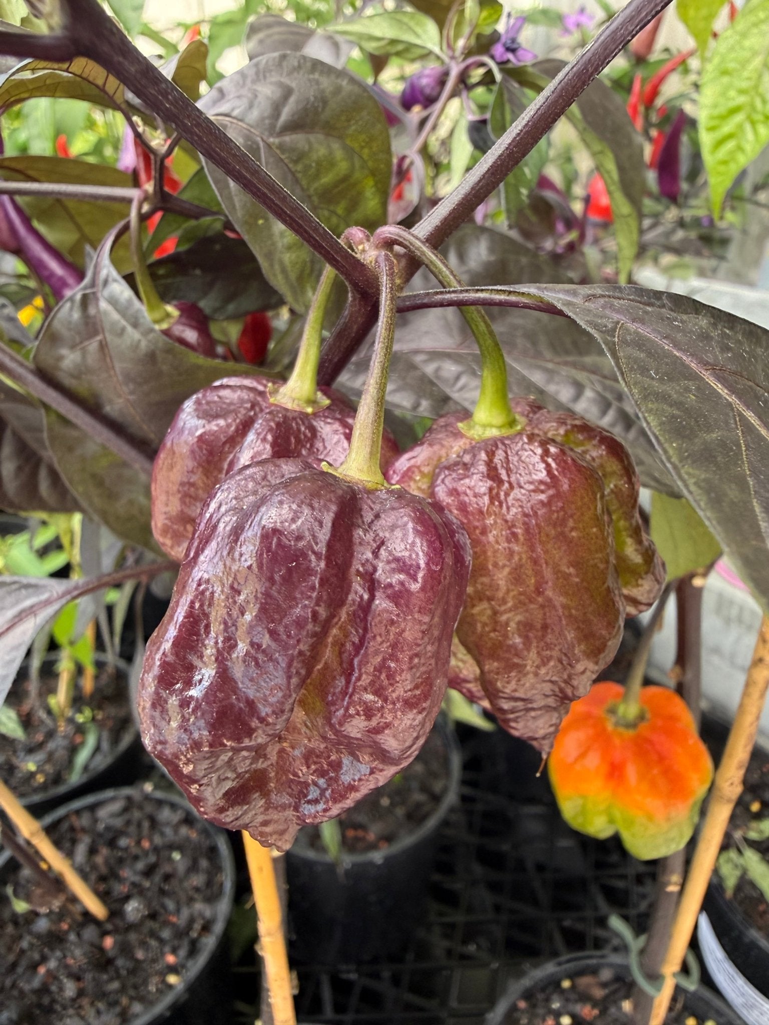 Chilli 'Purple Carolina Reaper' Plant – Buy Now! – Ladybird Nursery