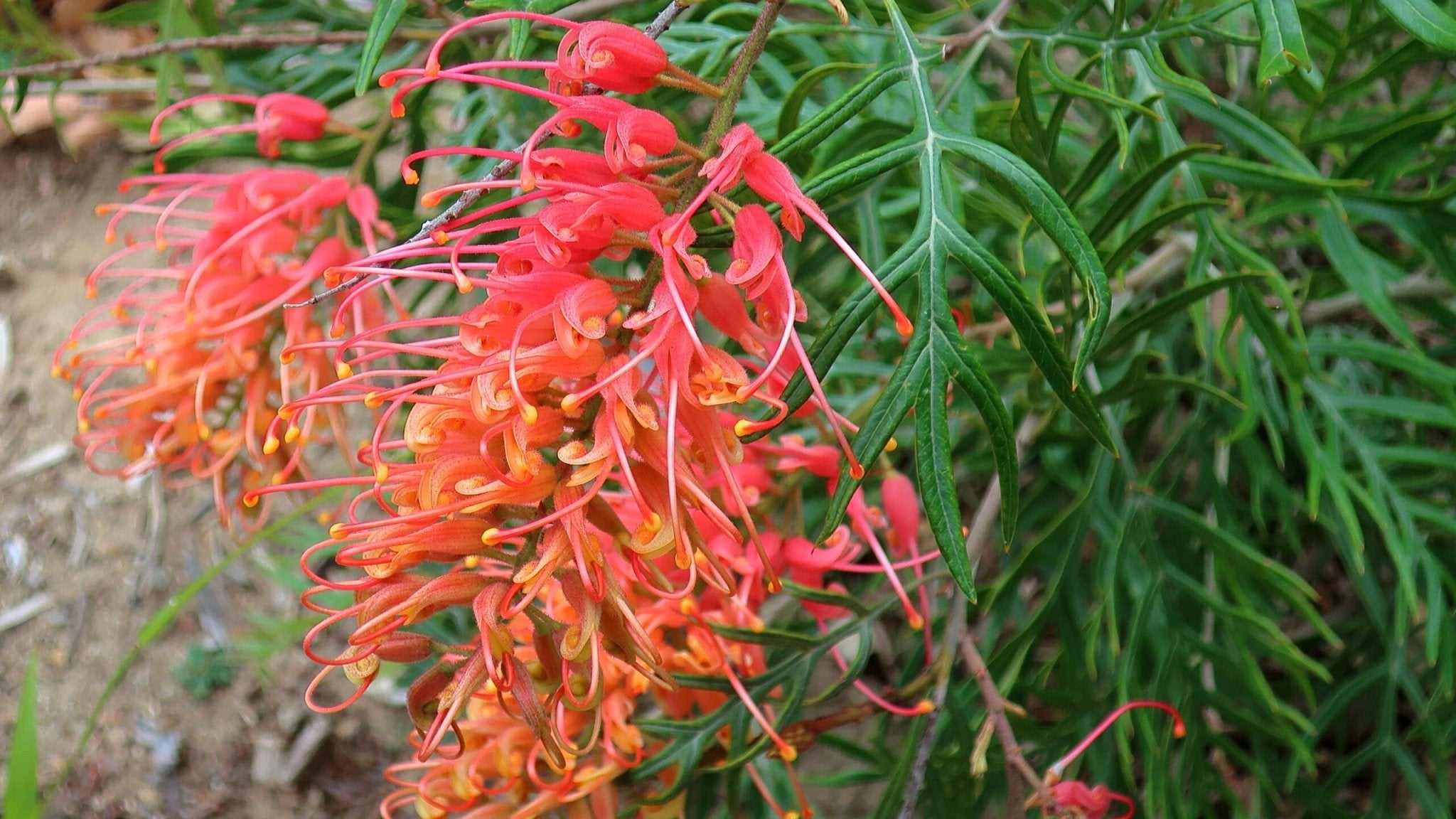 Grevillea 'Robyn Gordon' Plant – Buy Now! – Ladybird Nursery