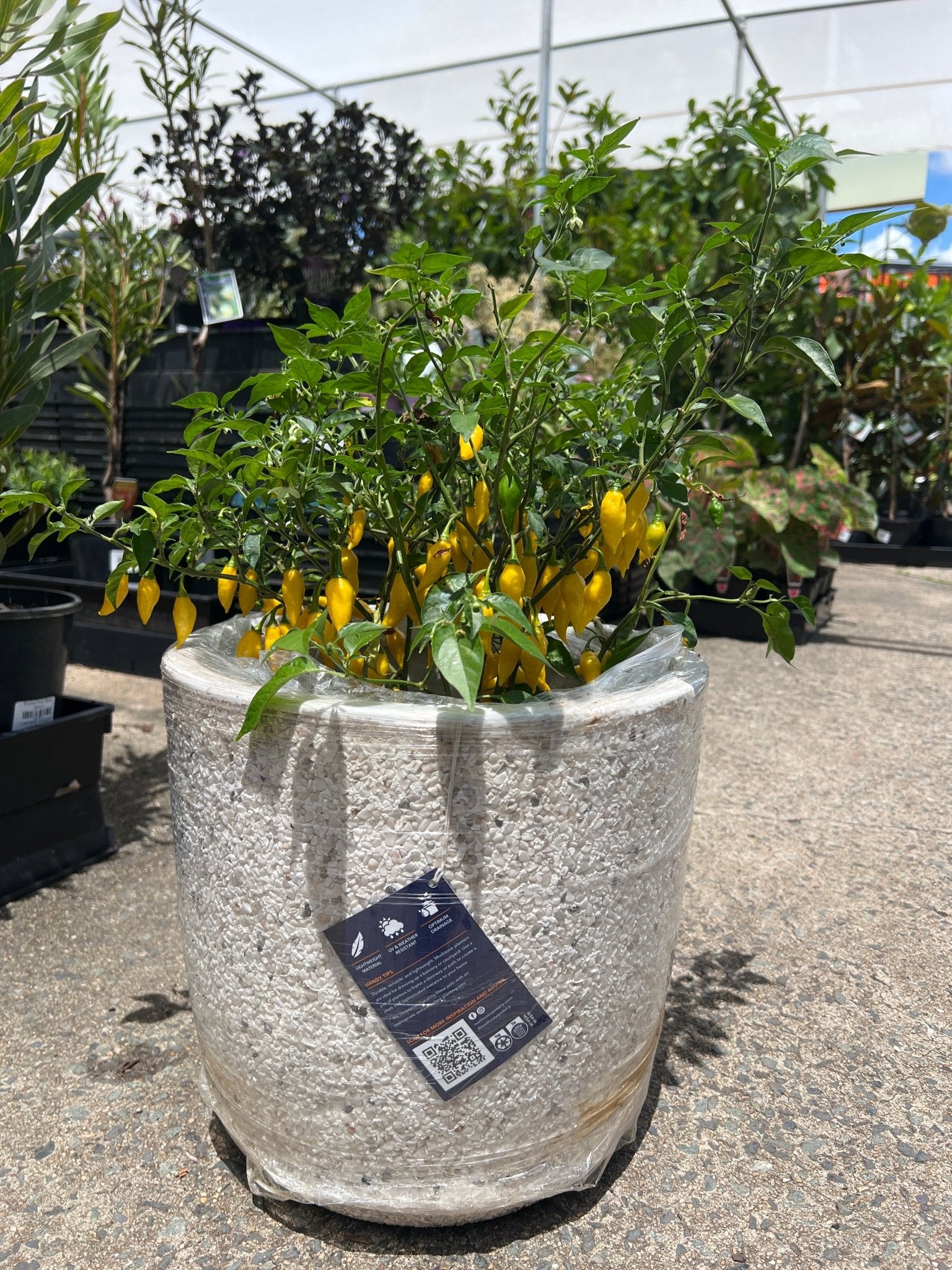 Rocky White Decorative Pot – Buy Now! – Ladybird Nursery