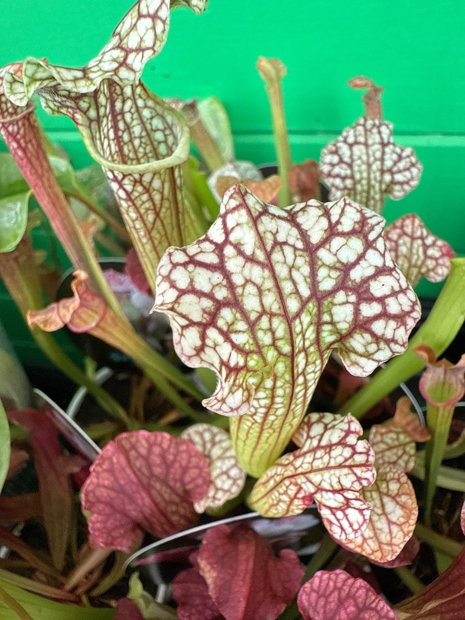Pitcher Plant 'Judith Hindle' (Sarracenia) – Buy Now! – Ladybird Nursery