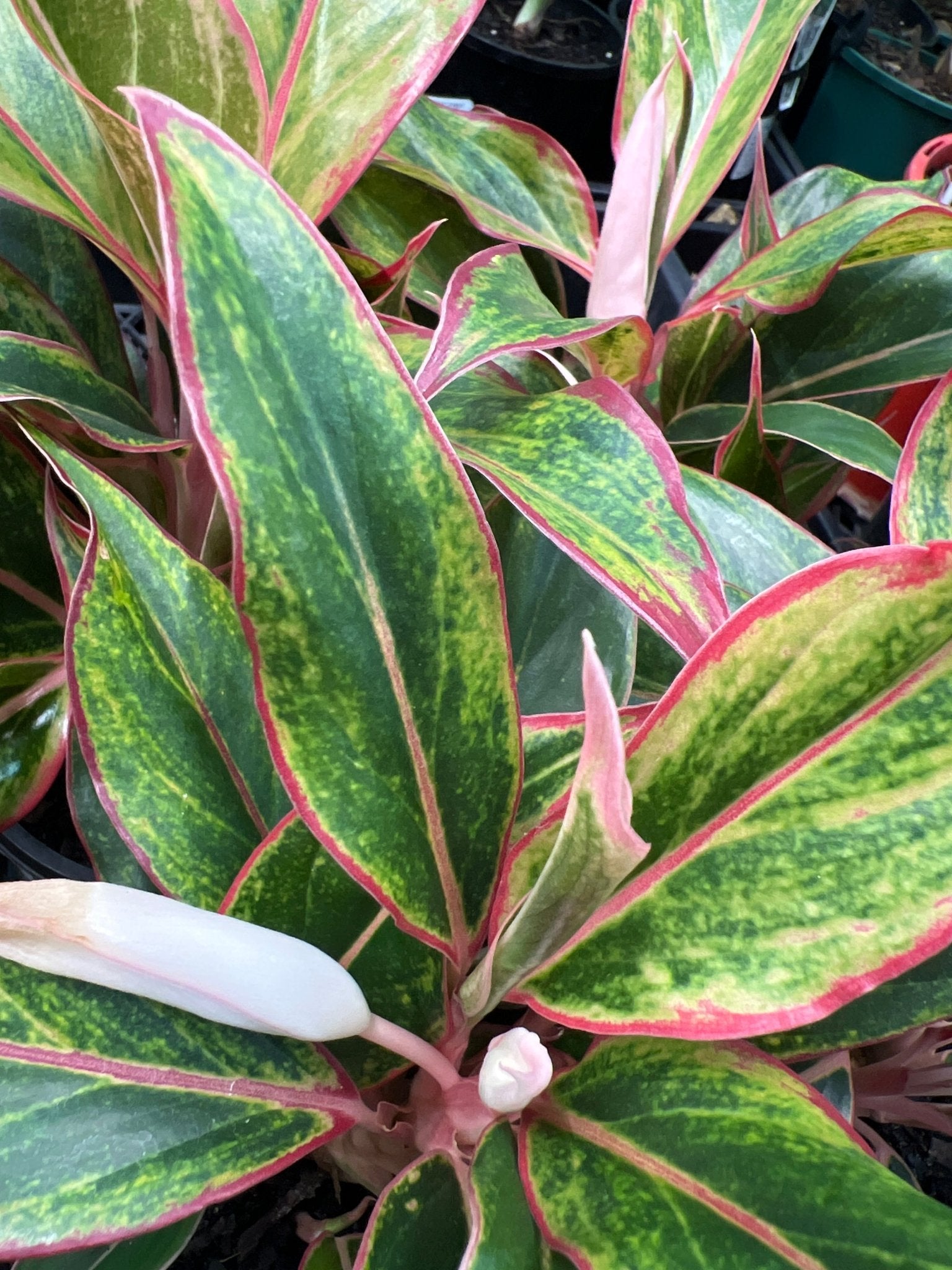 Aglaonema Siam Aurora Plant – Buy Now! – Ladybird Nursery