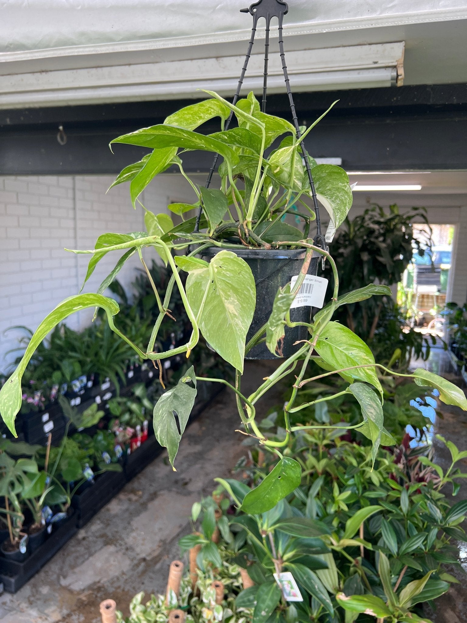 Variegated Pothos Plant – Buy Now! – Ladybird Nursery