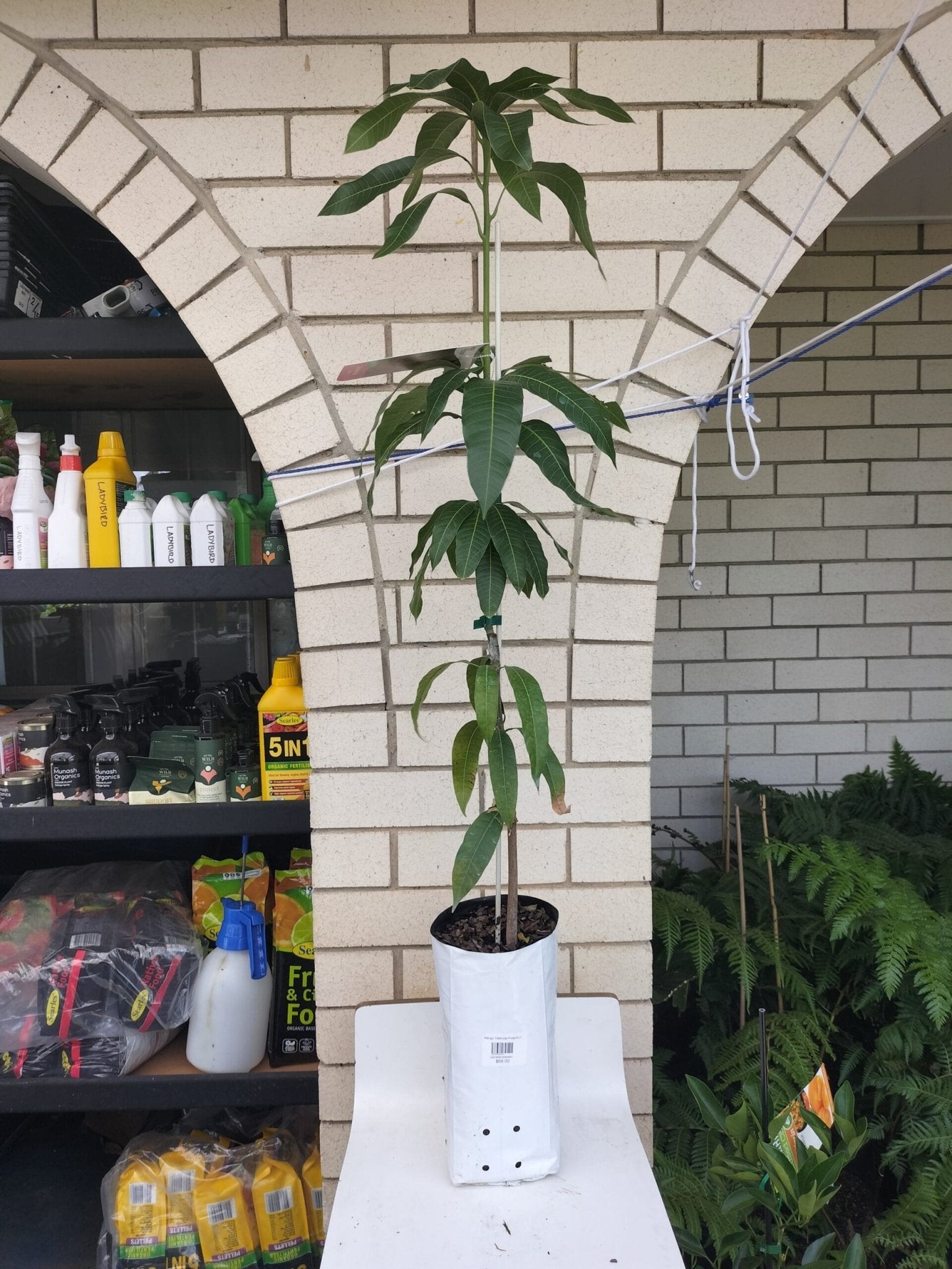 Mango 'Valencia Pride' Fruit Tree – Buy Now! – Ladybird Nursery