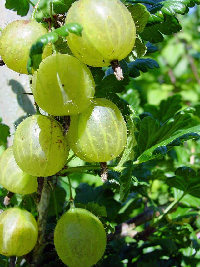 Gooseberry 'English' Fruit Plant – Buy Now! – Ladybird Nursery