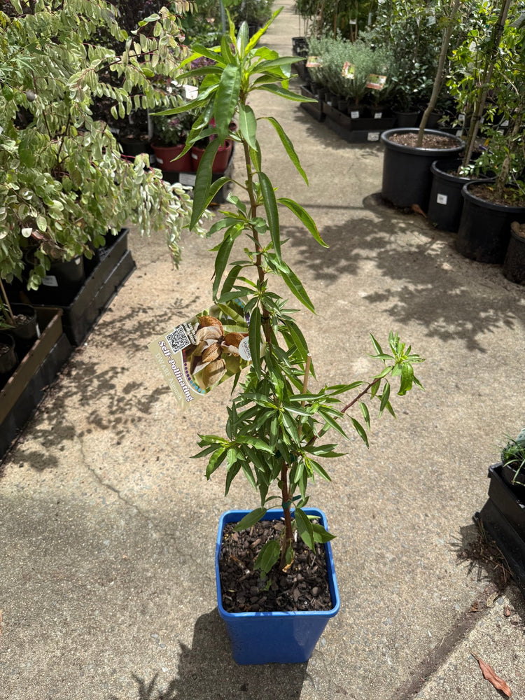 Dwarf Almond Self Pollinating Fruit Tree – Buy Now! – Ladybird Nursery