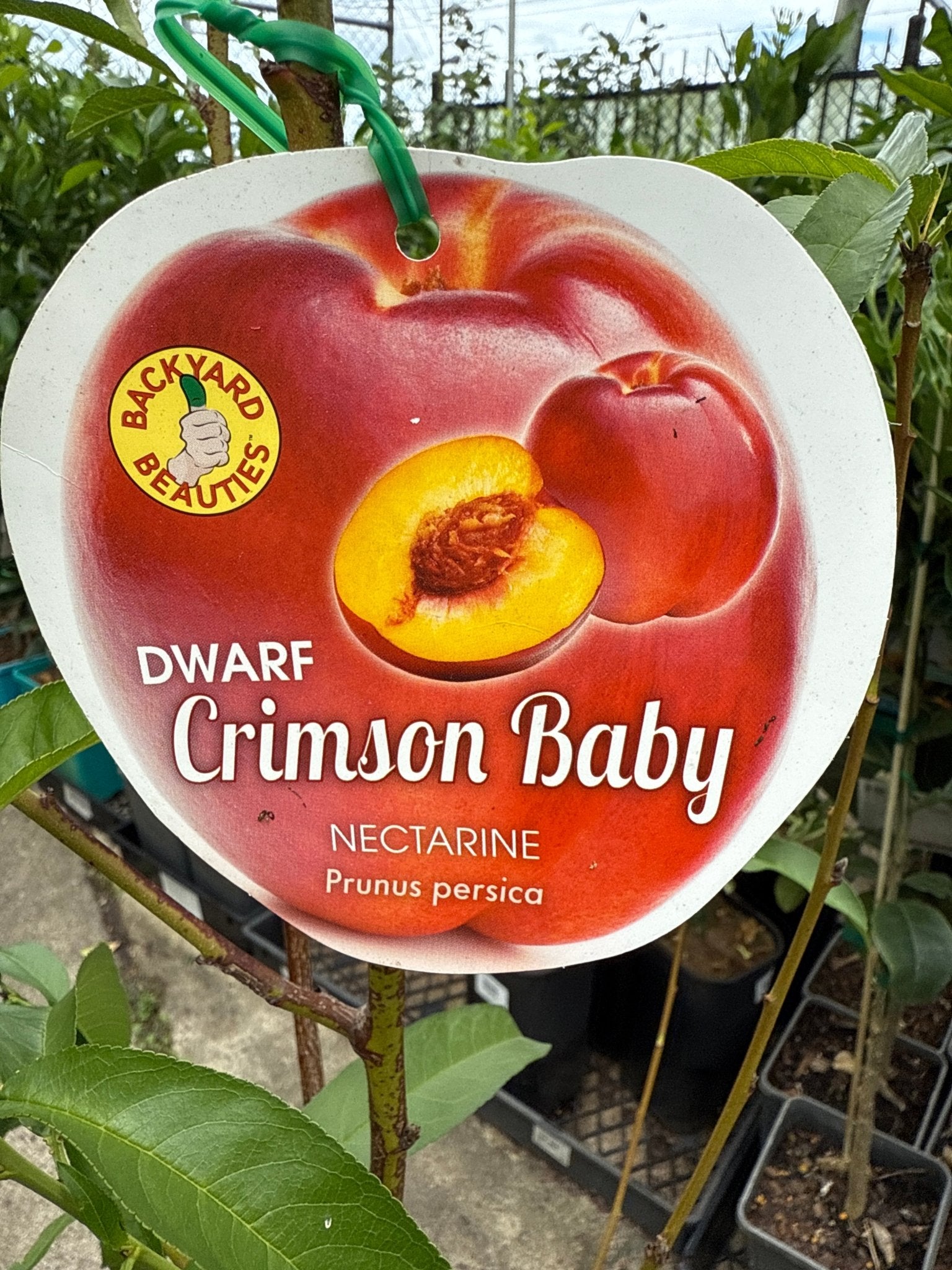 Dwarf Nectarine 'Crimson Baby' Fruit Tree – Buy Now! – Ladybird Nursery