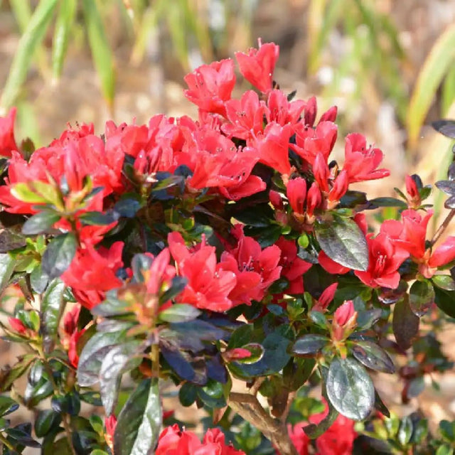 Azalea Wards Ruby Plant – Buy Now! – Ladybird Nursery