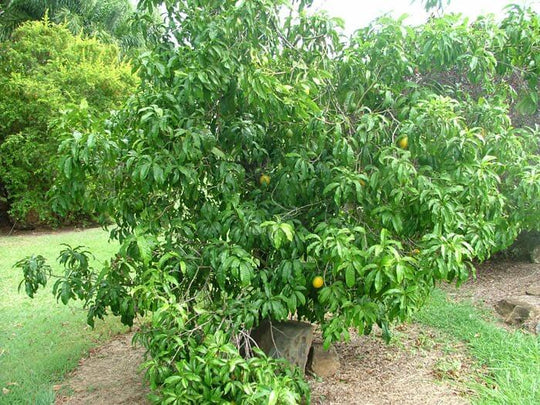 Abiu Caramel Fruit Tree – Buy Now! – Ladybird Nursery