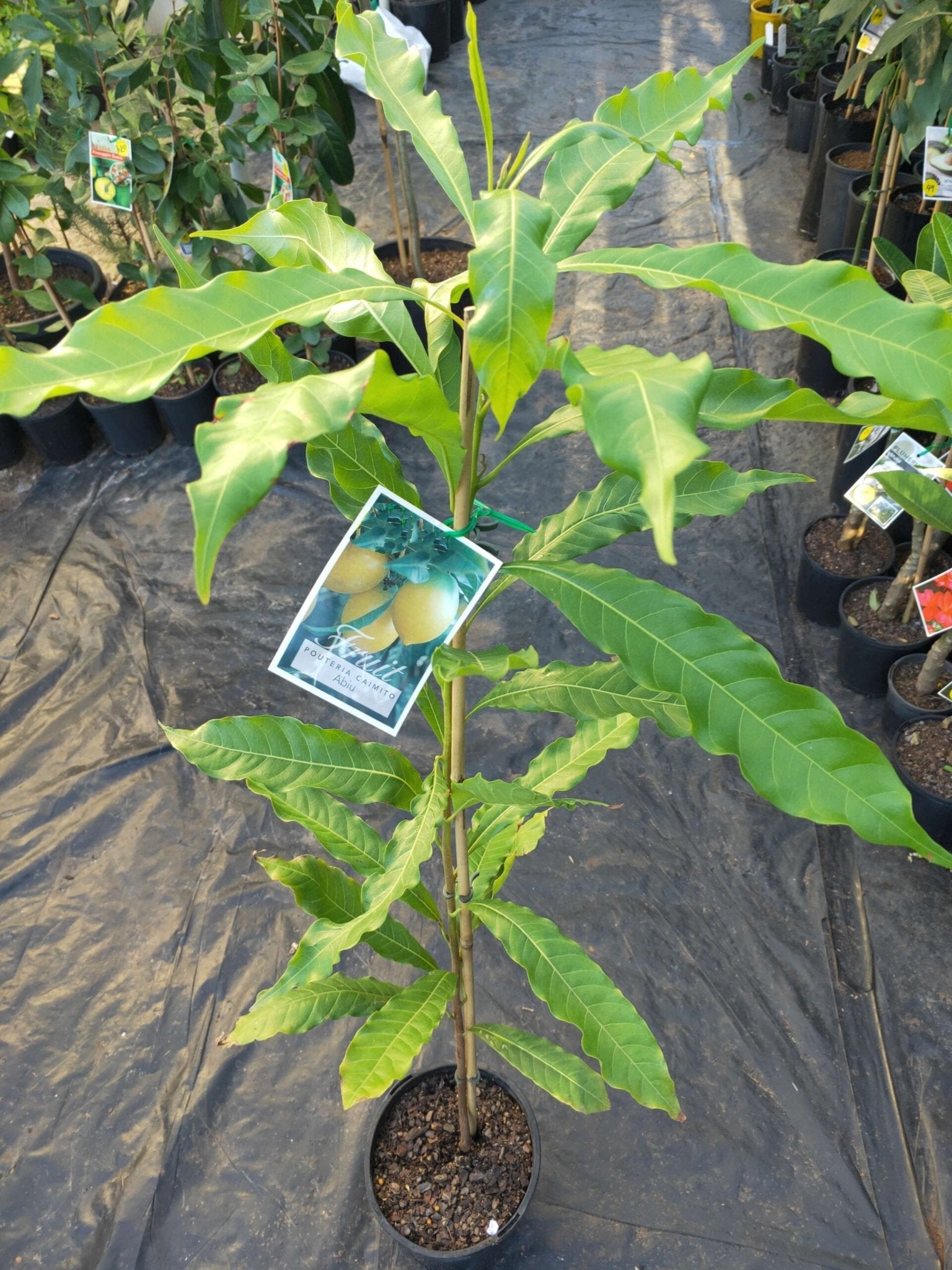 Abiu Caramel Fruit Tree – Buy Now! – Ladybird Nursery