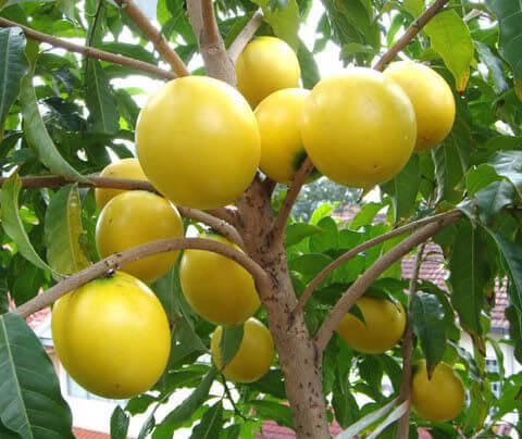 Abiu Caramel Fruit Tree – Buy Now! – Ladybird Nursery