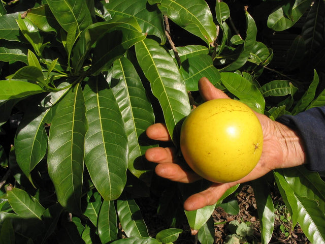 Abiu Caramel Fruit Tree – Buy Now! – Ladybird Nursery