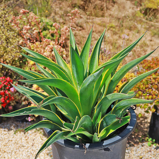 Smooth Agave Plant – Buy Now! – Ladybird Nursery