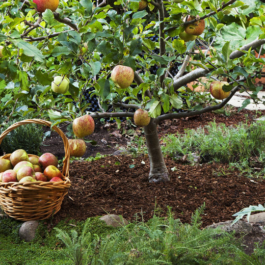 Dwarf Anna Apple Fruit Tree – Buy Now! – Ladybird Nursery