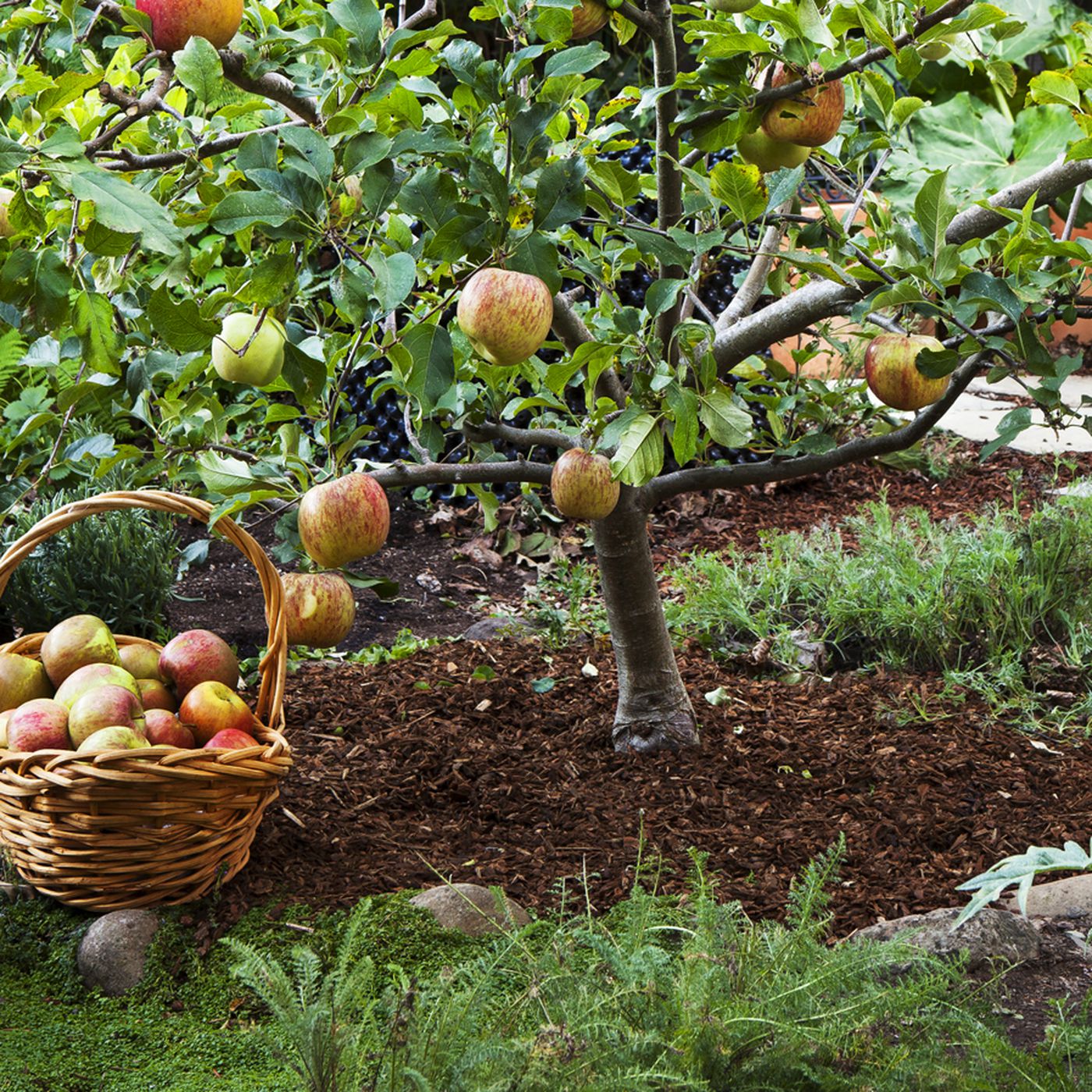 Apple 'Red Delicious' Fruit Tree – Buy Now! – Ladybird Nursery