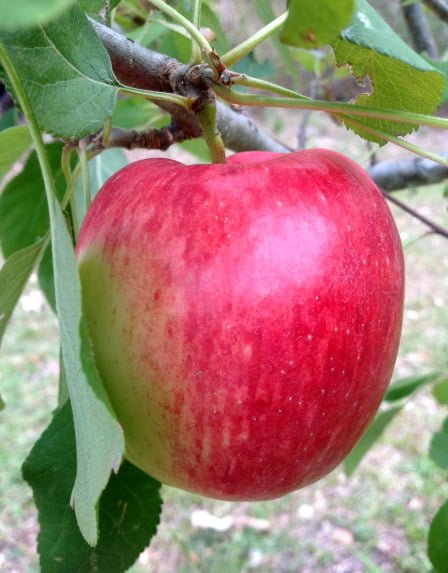 Dwarf Anna Apple Fruit Tree – Buy Now! – Ladybird Nursery