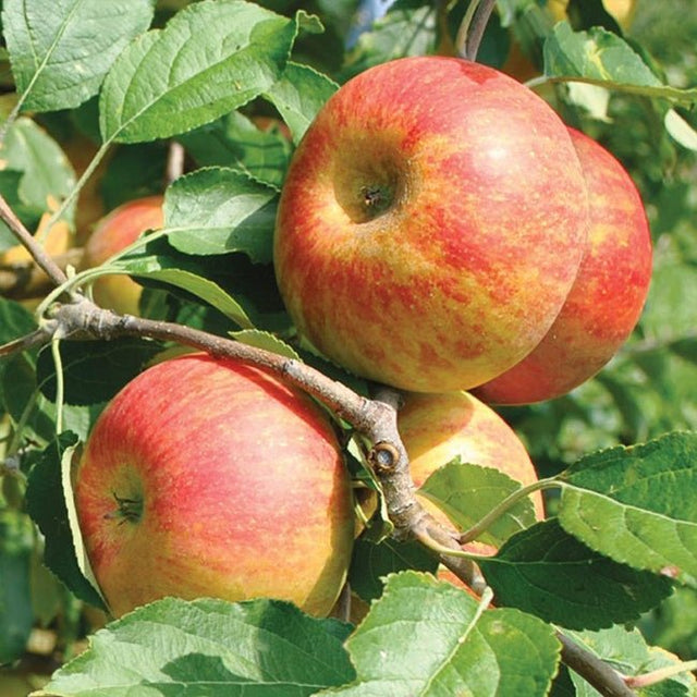 Apple Cox Orange Pippin Fruit Tree – Buy Now! – Ladybird Nursery