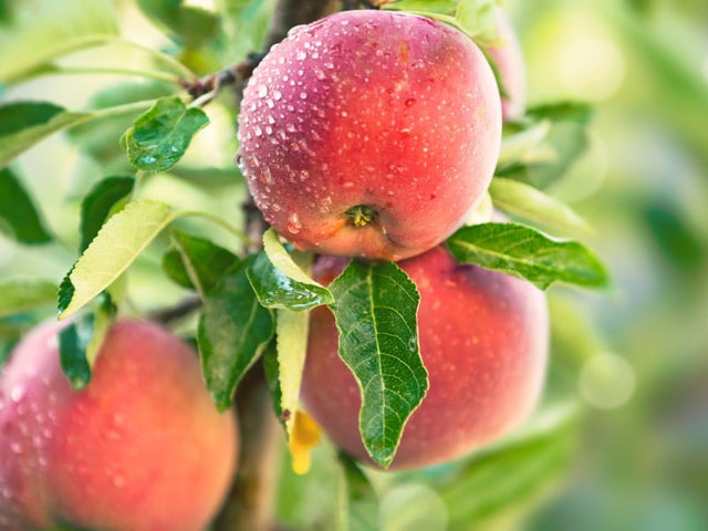 Dwarf Tropic Sweet Apple Fruit Tree – Buy Now! – Ladybird Nursery