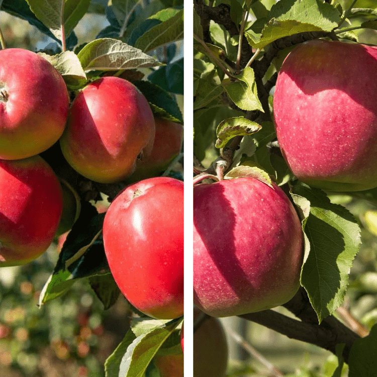 2-Way Apple 'Gala + Pink Lady' Fruit Tree – Buy Now! – Ladybird Nursery