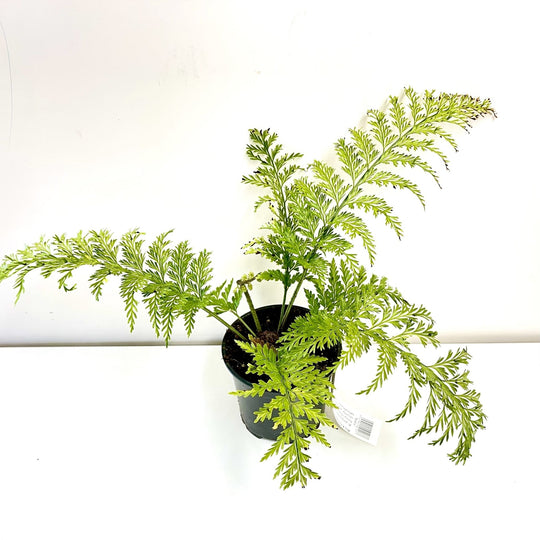 Hen and Chicken Fern Plant – Buy Now! – Ladybird Nursery