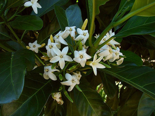 Native Gardenia (Randia fitzalanii) Plant – Buy Now! – Ladybird Nursery