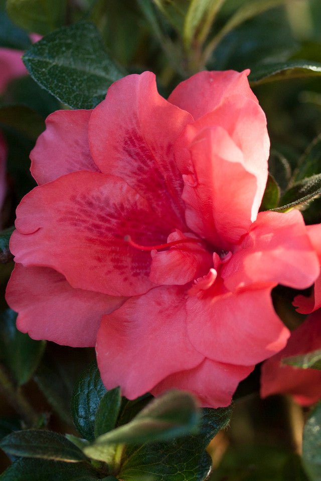 Azalea ENCORE AUTUMN PRINCESS™ Plant – Buy Now! – Ladybird Nursery