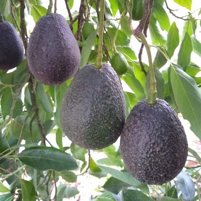 Avocado Noela (A) Fruit Tree – Buy Now! – Ladybird Nursery