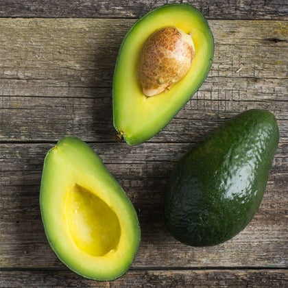 Dwarf Avocado 'Shepard' Fruit Tree – Buy Now! – Ladybird Nursery